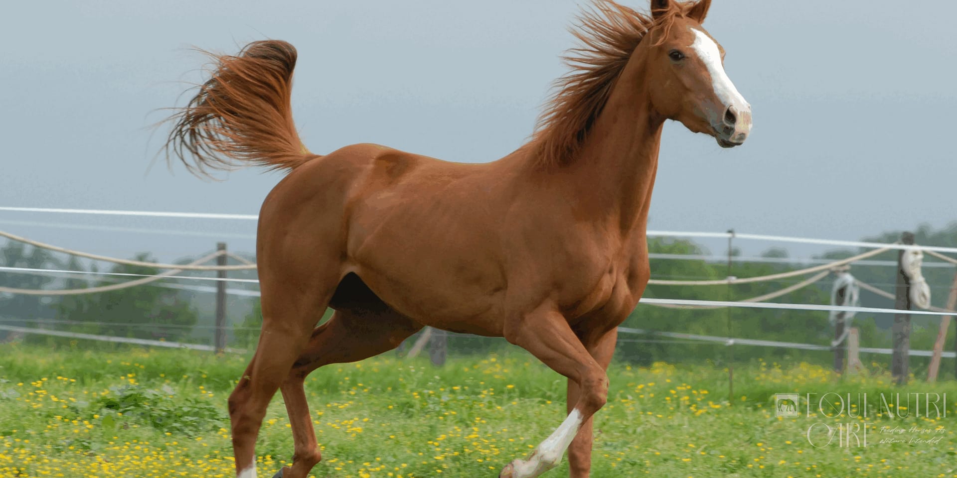 Seizoensmodule 'voorjaar & weidegang': meer dan gewoon 'de wei op' | Equi Nutri Care